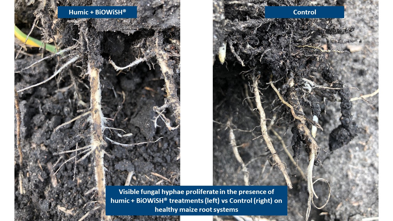 FAQs - BiOWiSH Technologies